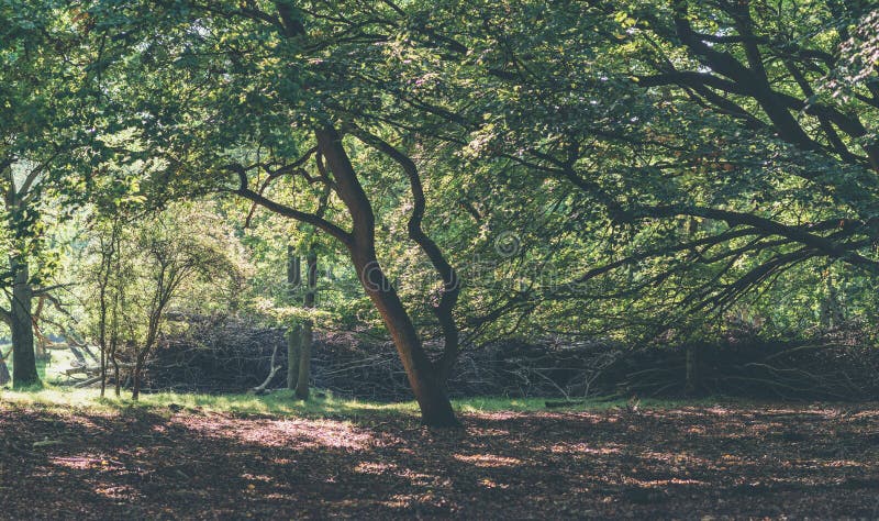 Trees of the ground stock photo. Image of types, tree - 98093414