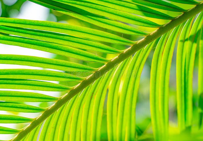 The Leaves of the Cycad Tree are Shot Against the Light Stock Photo ...
