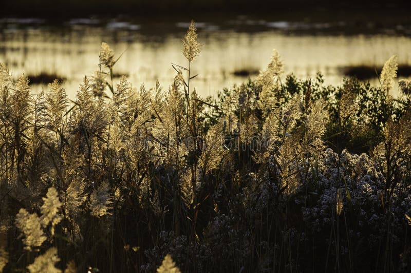 Backlit Phragmites Massachusetts Marsh Stock Photo - Image of wetland ...