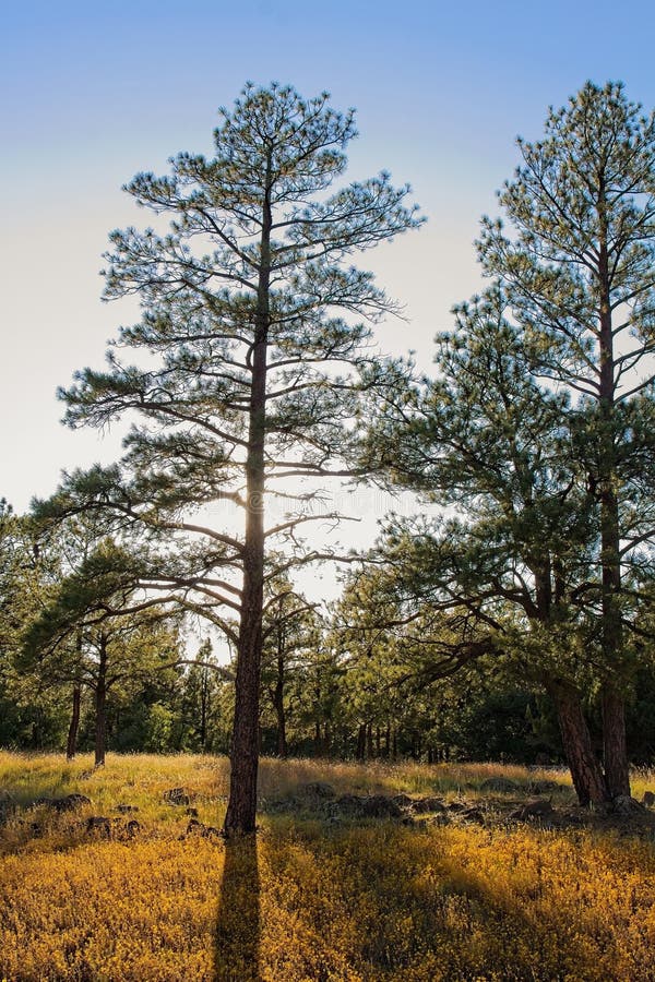 Backlit Pine Trees Casting a Shadow Across a Field. Stock Photo - Image ...