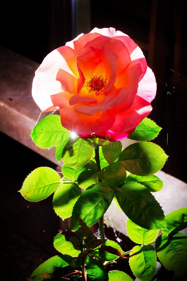 Backlit pink rose stock image. Image of soft, love, flash - 35328473