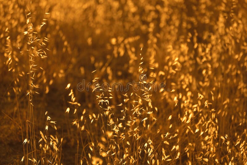 Backlit Plants in Summer Field Stock Image - Image of abstract ...
