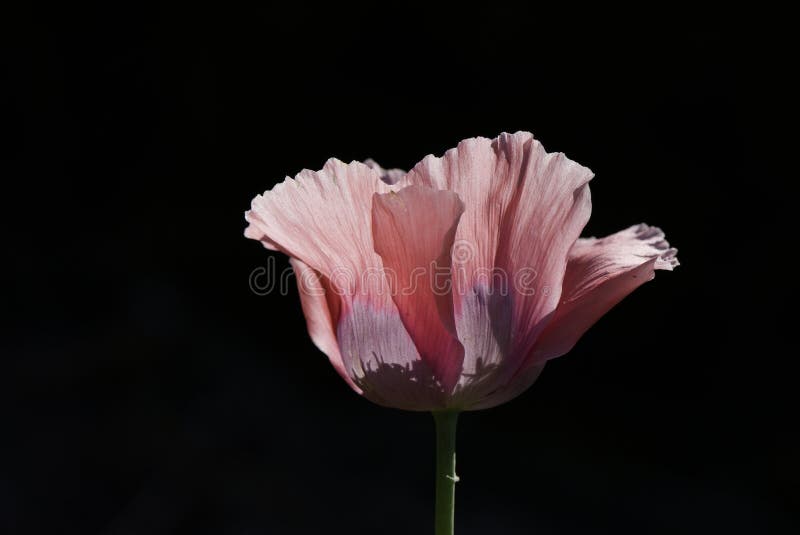 Poppy in light stock image. Image of poppy, backlit - 316673871