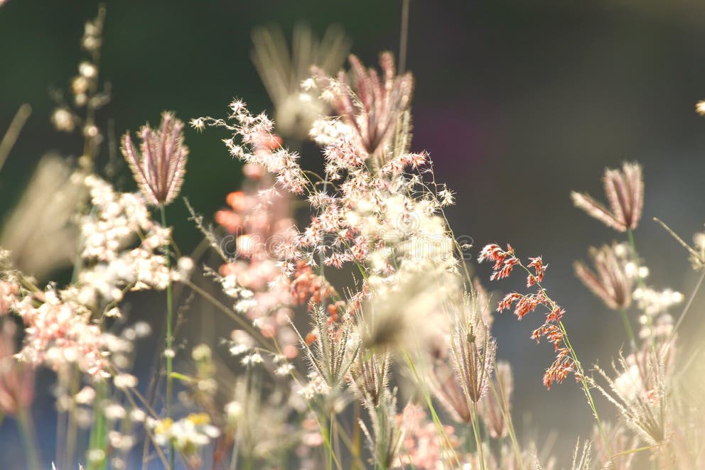 Backlit Purple with Rim Light Stock Photo - Image of shallow, herbal ...