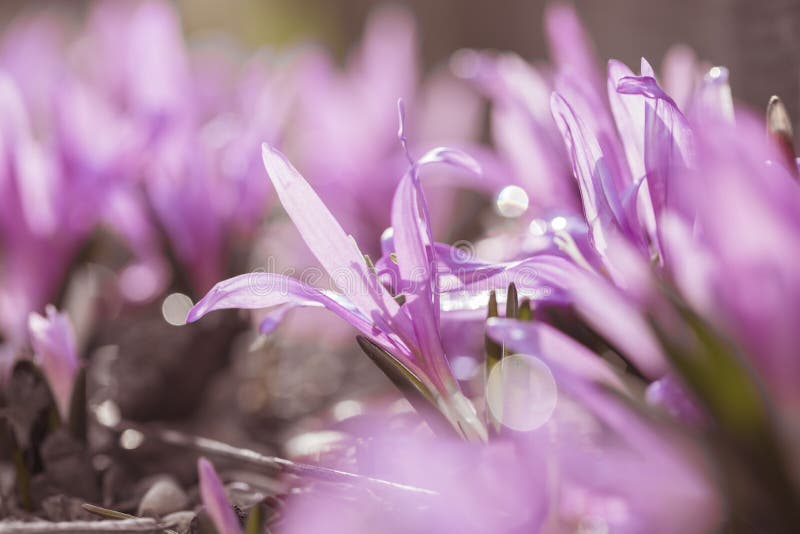 Purple spring flowers stock image. Image of ground, focus - 123639971