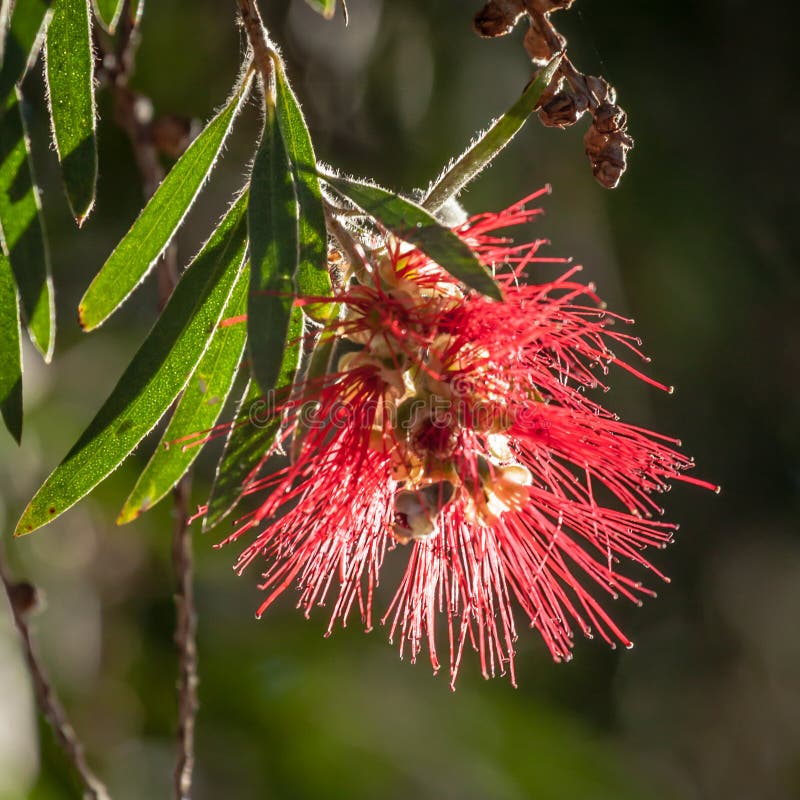 Backlit Red Bottlebrush Flower on the Tree Stock Photo - Image of ...