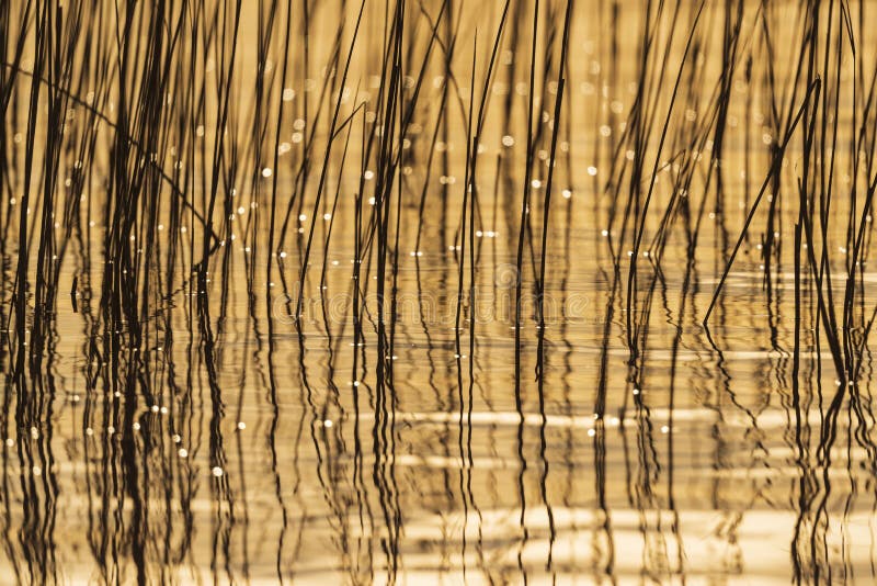 Reed in backlight stock image. Image of grass, yellow - 168109055
