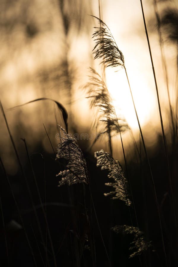 Backlit Reeds in Warm Light Stock Photo - Image of beautiful, light ...