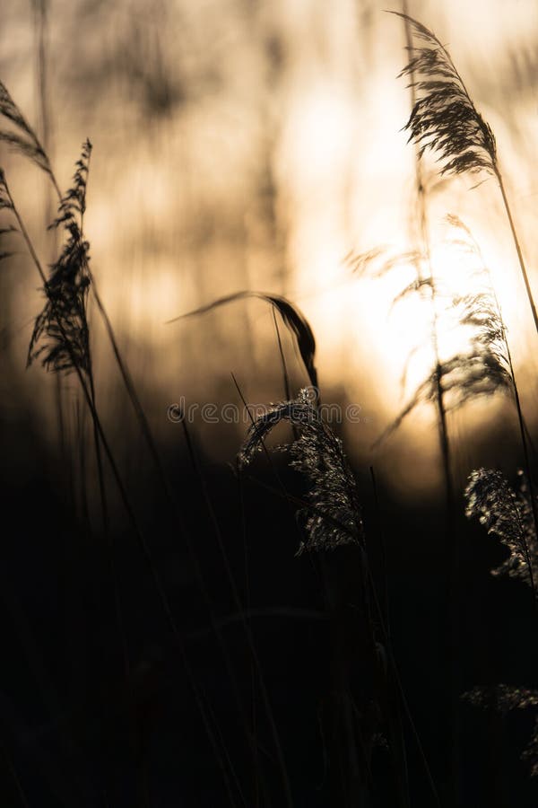 Backlit Reeds in Warm Light Stock Image - Image of artistic, impression ...