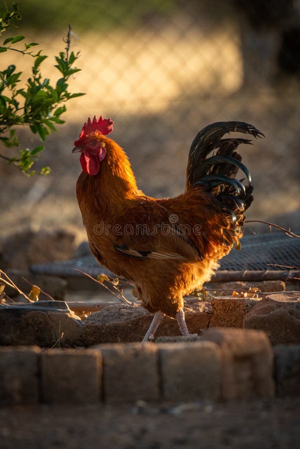 Backlit rooster stock image. Image of wings, comb, tail - 22299949