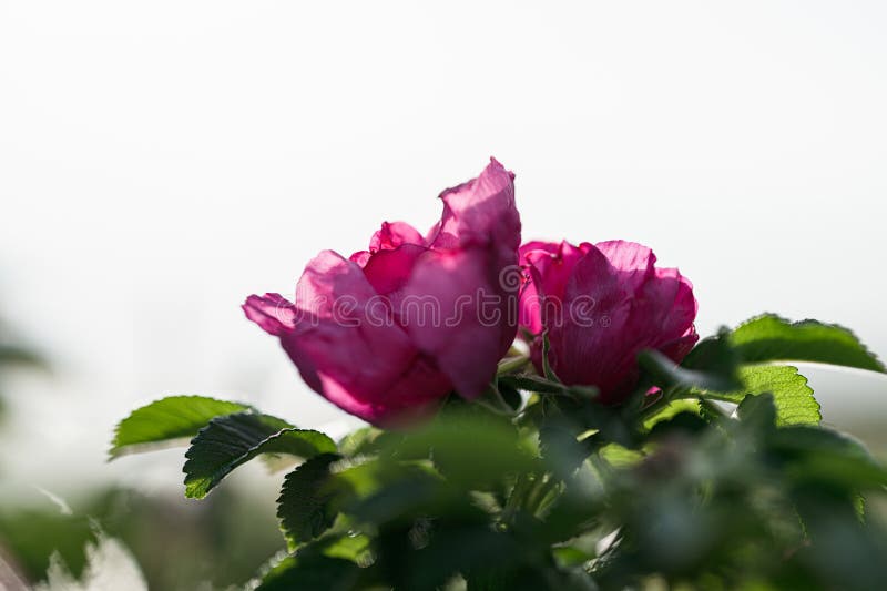 Backlit Roses Soft Glowing Background Stock Photos - Free & Royalty ...