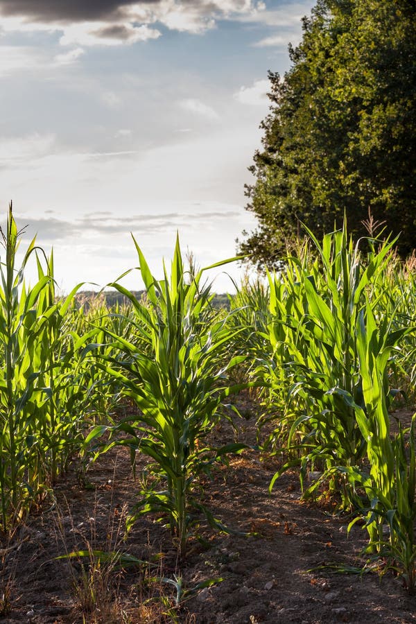 Green maize field stock image. Image of farmland, green - 19086337
