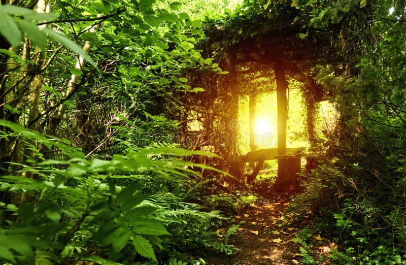 Backlit Rustic Wooden Seating Set in a Forest with Dense Vegetation ...