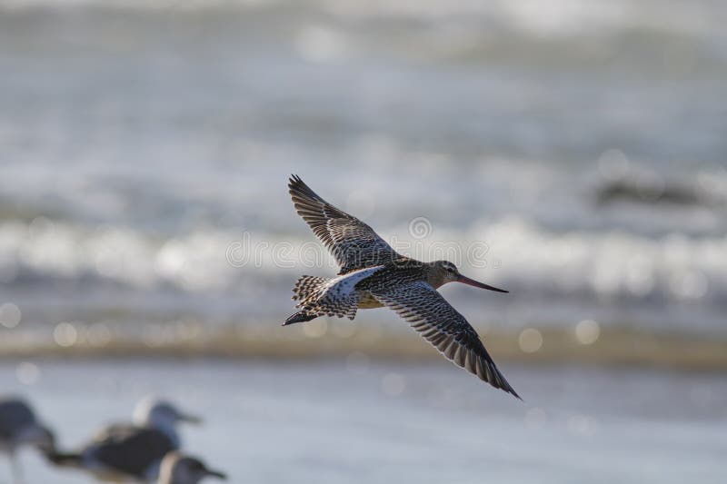 Backlit Sandpiper in Flight Stock Photo - Image of water, marsh: 271353434