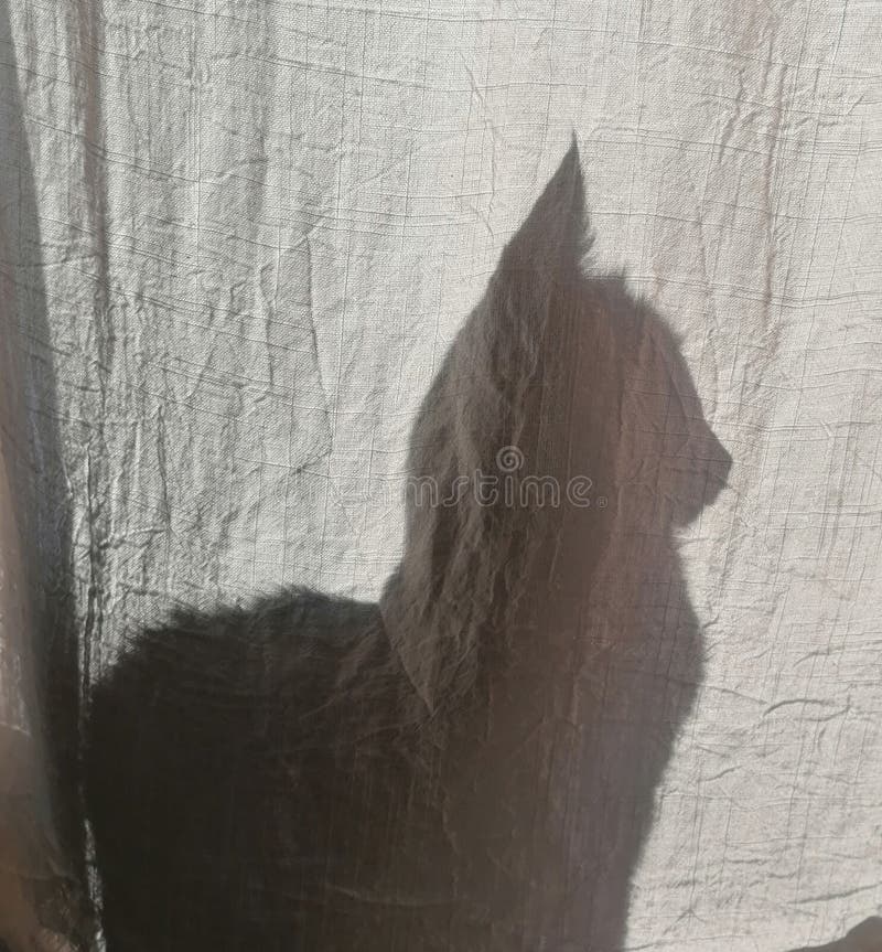 Backlit Shadow of Cat Behind the Curtain Stock Photo - Image of backlit ...