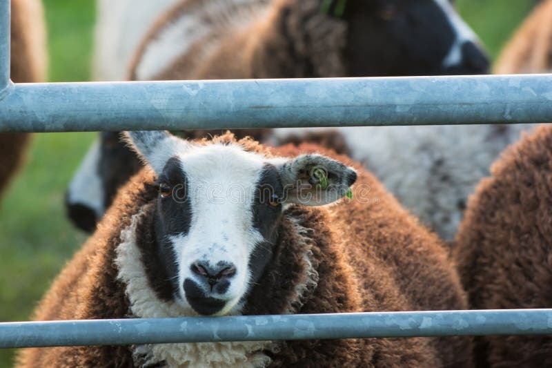 Backlit Sheep in Field at Sunset Stock Photo - Image of easter, lamb ...