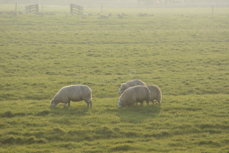 Backlit Sheep in Field at Sunset Stock Photo - Image of farmland, grass ...