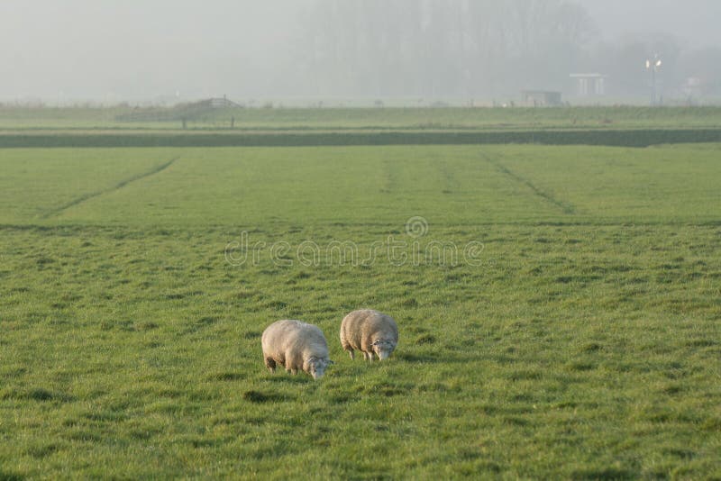 Backlit Sheep in Field at Sunset Stock Photo - Image of outdoors, green ...