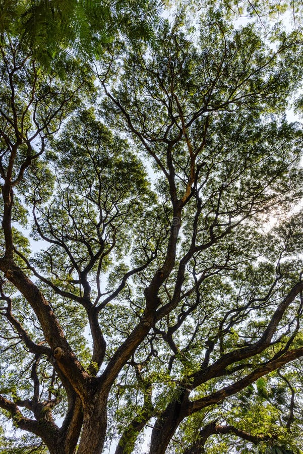 131 Old Tree Wide Spread Branches Stock Photos - Free & Royalty-Free ...
