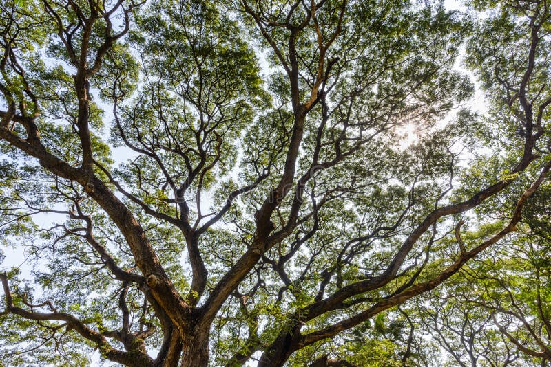A Backlit Shot of a Big Tree Branch, Each of Which Spread Out into ...
