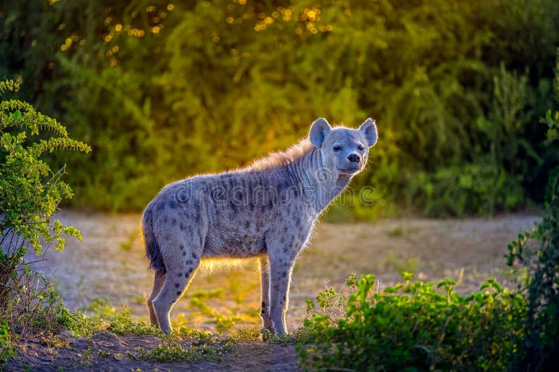 Backlit Side View of a Large Hyena Stock Image - Image of park, animals ...