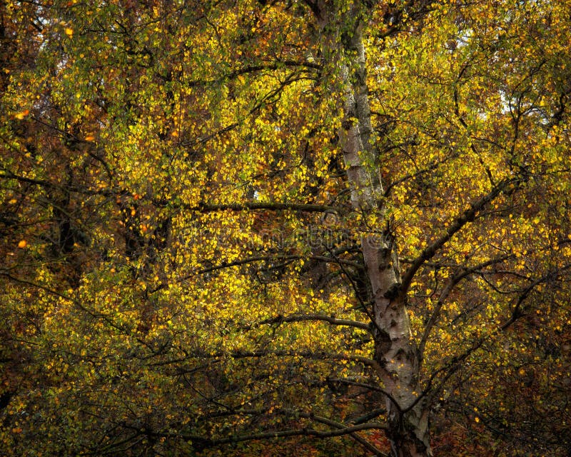 Backlit Silver Birch Tree in Fall Colors in Broxbourne Woods ... Backlit Silver Birch Tree in Fall Colors in Broxbourne Woods ...