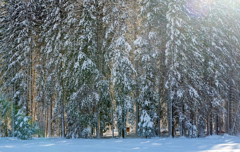 Backlit snow-covered trees stock photo. Image of sunset - 285512614
