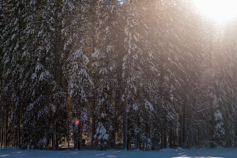 Backlit snow-covered trees stock photo. Image of winter - 300454970