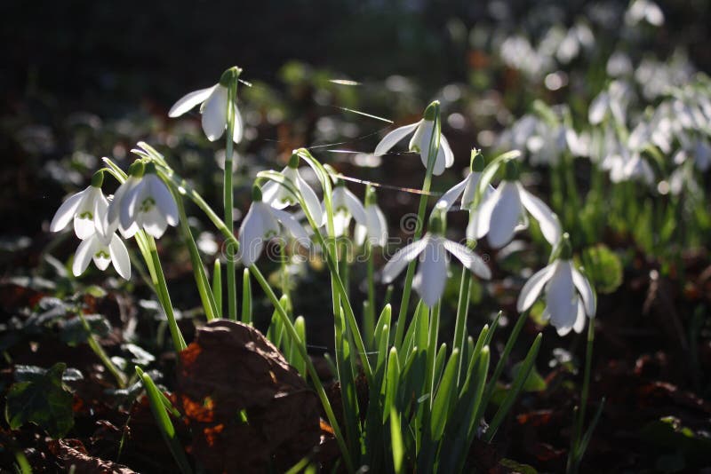 Clump of Snowdrops stock photo. Image of clump, plant - 86474284
