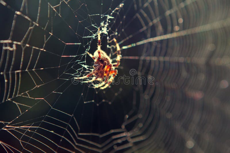 Backlit Spider in Web stock photo. Image of creepy, spider - 45213000