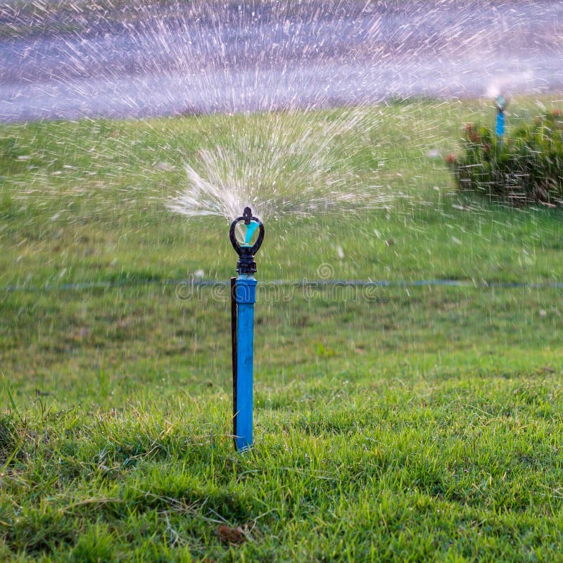 Backlit splash Springer. stock photo. Image of light - 66807518