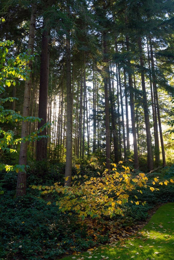 Stand of Trees stock photo. Image of early, light, filtered - 858896