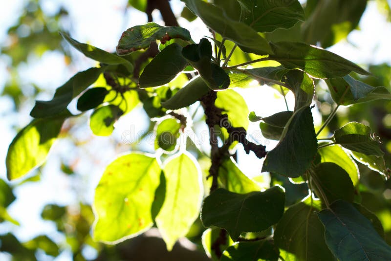 Backlit Sunlight through the Trees Stock Photo - Image of green, leaves ...