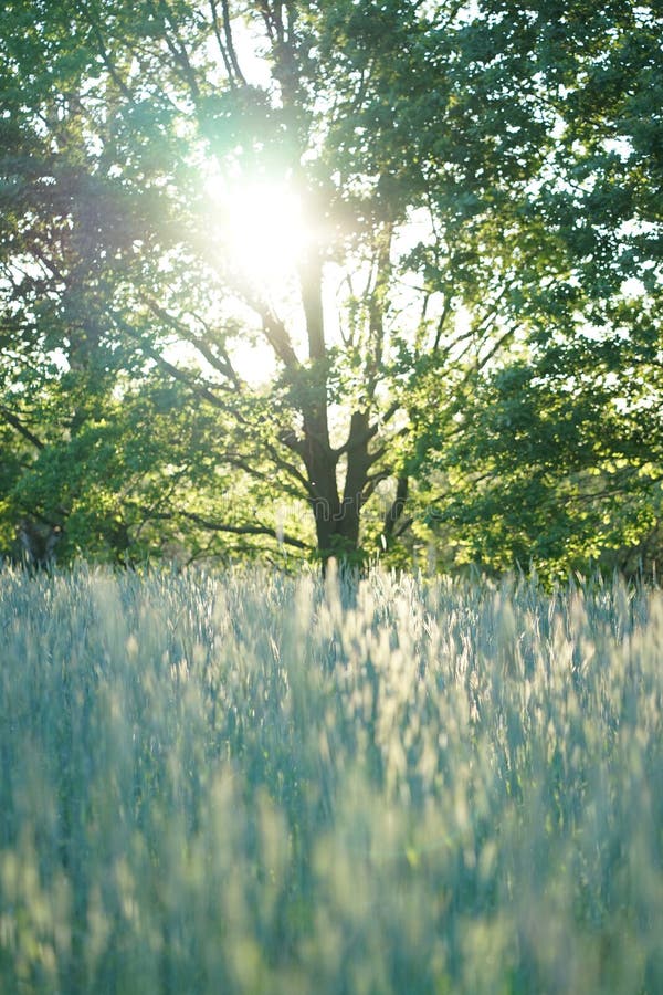 Backlit Sunset through an Oak Tree Stock Image - Image of dramatic ...