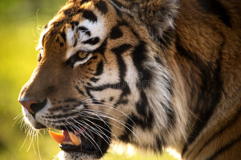 Backlit Tiger stock photo. Image of hunter, prowess, tiger - 29559520