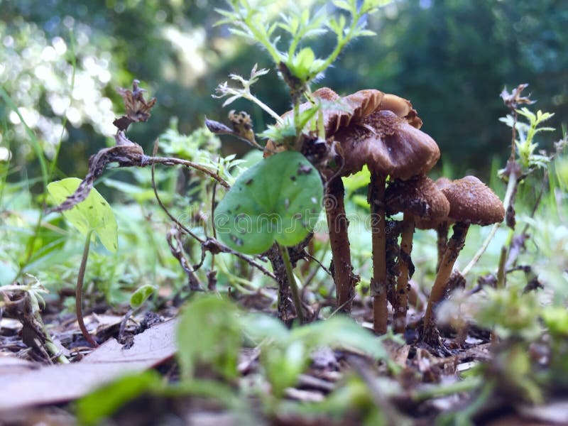 Backlit Tiny Toadstools stock photo. Image of pretty - 164772310