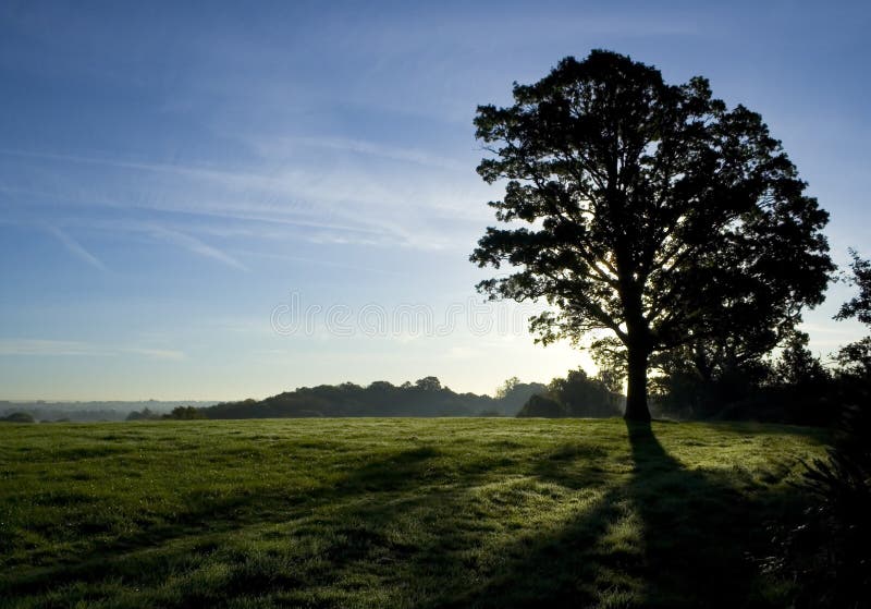 Backlit tree stock photo. Image of backlit, country, england - 3533772