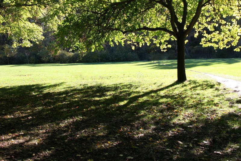 Backlit tree stock photo. Image of recreation, green, forrest - 3922518