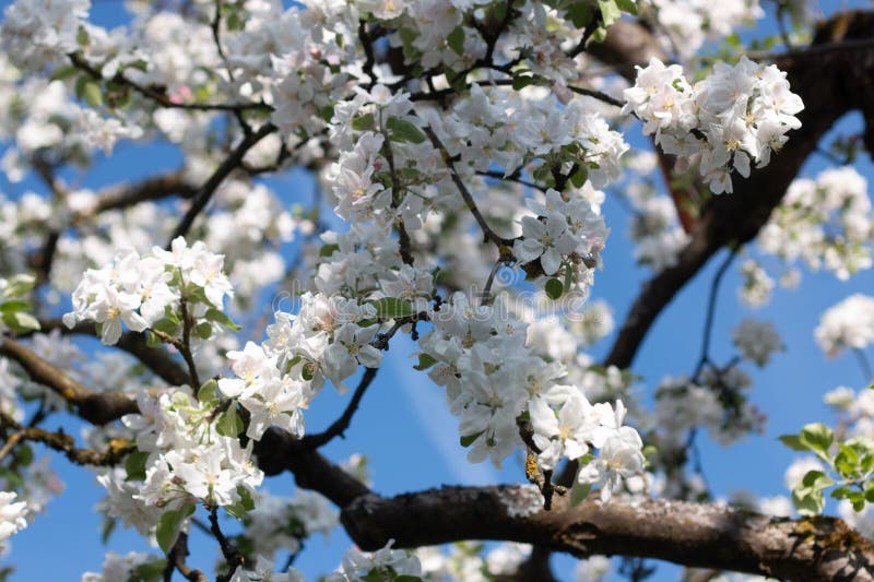 Backlit Tree Branches with Spring Blossoms and Bright Sun in the Sky ...