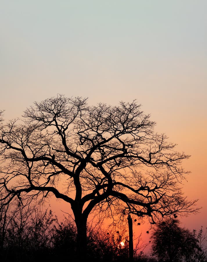 Backlit with Tree and Clear Sky at Sunset Stock Image - Image of ...