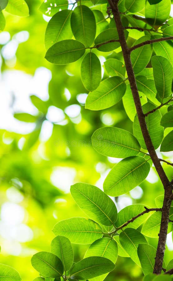Backlit Tree Leaves White Background Stock Image - Image of light ...