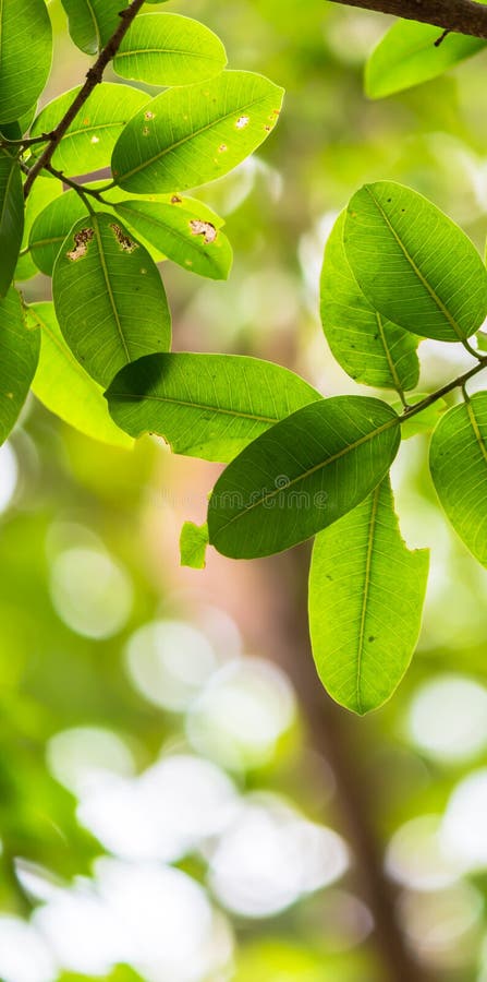 Backlit Tree Leaves White Background Stock Image - Image of native ...