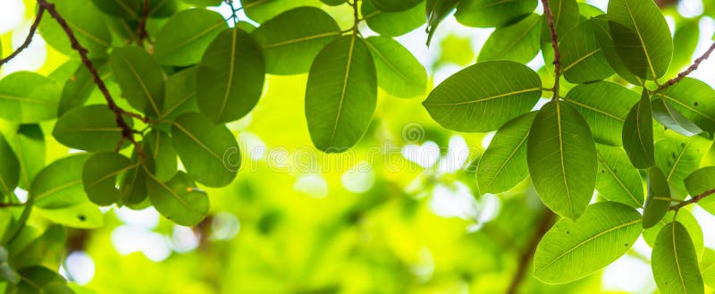 Backlit Tree Leaves White Background Stock Photo - Image of light ...