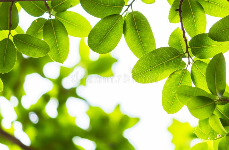 Backlit Tree Leaves White Background Stock Image - Image of environment ...