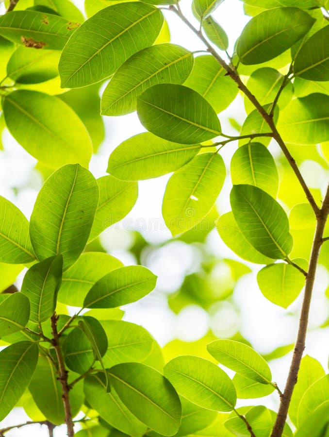 Backlit Tree Leaves White Background Stock Photo - Image of backlit ...