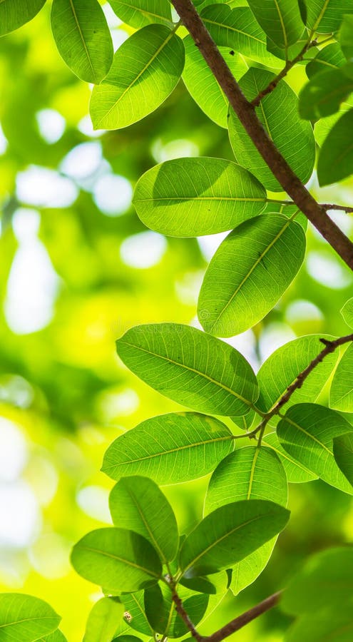 Backlit Tree Leaves White Background Stock Photo - Image of garden ...