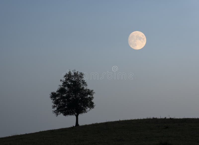 Backlit Tree and Moon at Dusk Stock Photo - Image of moonlight, backlit ...