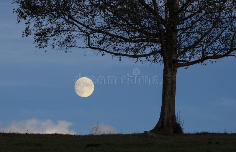 Backlit Tree and Moon at Dusk Stock Photo - Image of moonlight, backlit ...