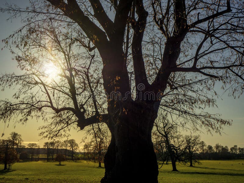 Backlit Tree in a North Yorkshire Park, England Stock Photo - Image of ...