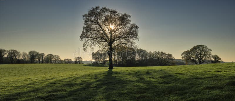Backlit Tree and Moon at Dusk Stock Photo - Image of moonlight, backlit ...